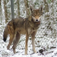 Red Wolf | FictionRulezForever Wiki | Fandom