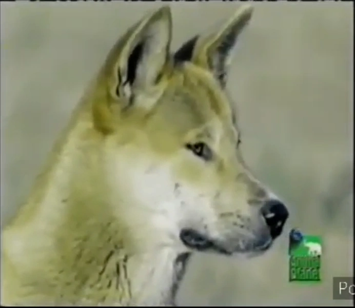 Baby Dingo's Big Movie | FictionRulezForever Wiki | Fandom