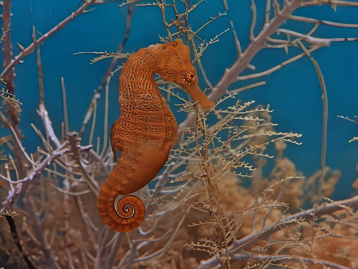 Lined Seahorse | FictionRulezForever Wiki | Fandom