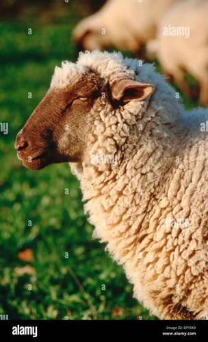 Domestic Sheep | FictionRulezForever Wiki | Fandom