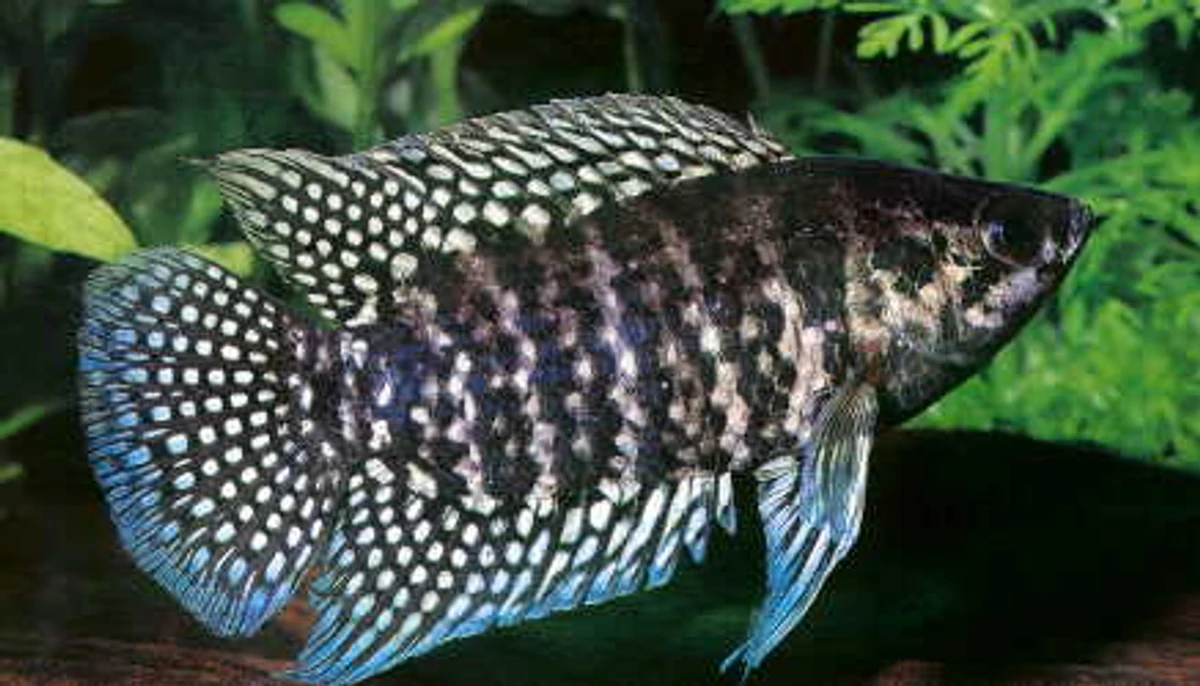 Banded Bushfish | FictionRulezForever Wiki | Fandom