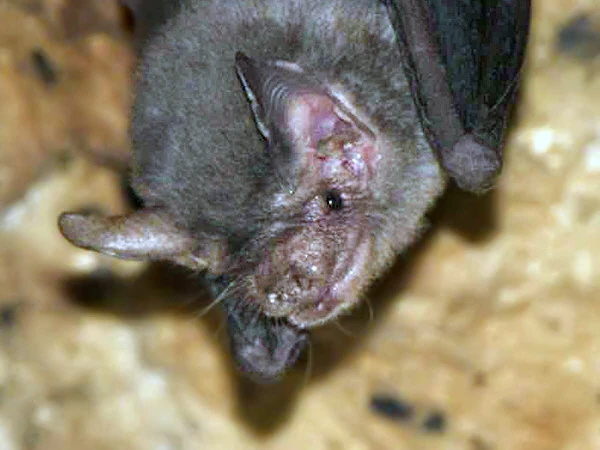 Kitti's Hog-Nosed Bat | FictionRulezForever Wiki | Fandom