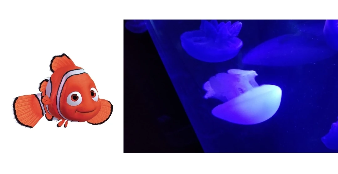 Jelly Blubber | FictionRulezForever Wiki | Fandom