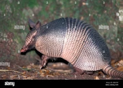 Nine-Banded Armadillo | FictionRulezForever Wiki | Fandom