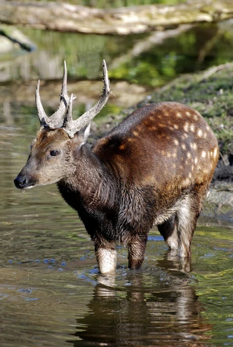 Visayan Spotted Deer | FictionRulezForever Wiki | Fandom