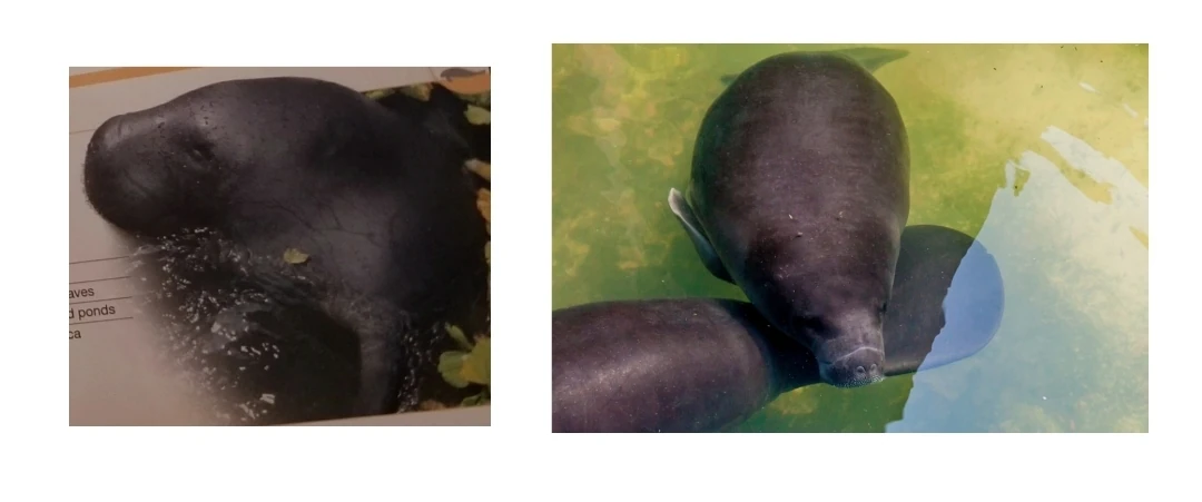 Amazonian Manatee (Pocket Genius Mammals) and his Amazon River Mammals ...