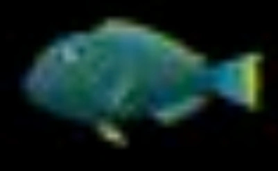 Princess Parrotfish | FictionRulezForever Wiki | Fandom