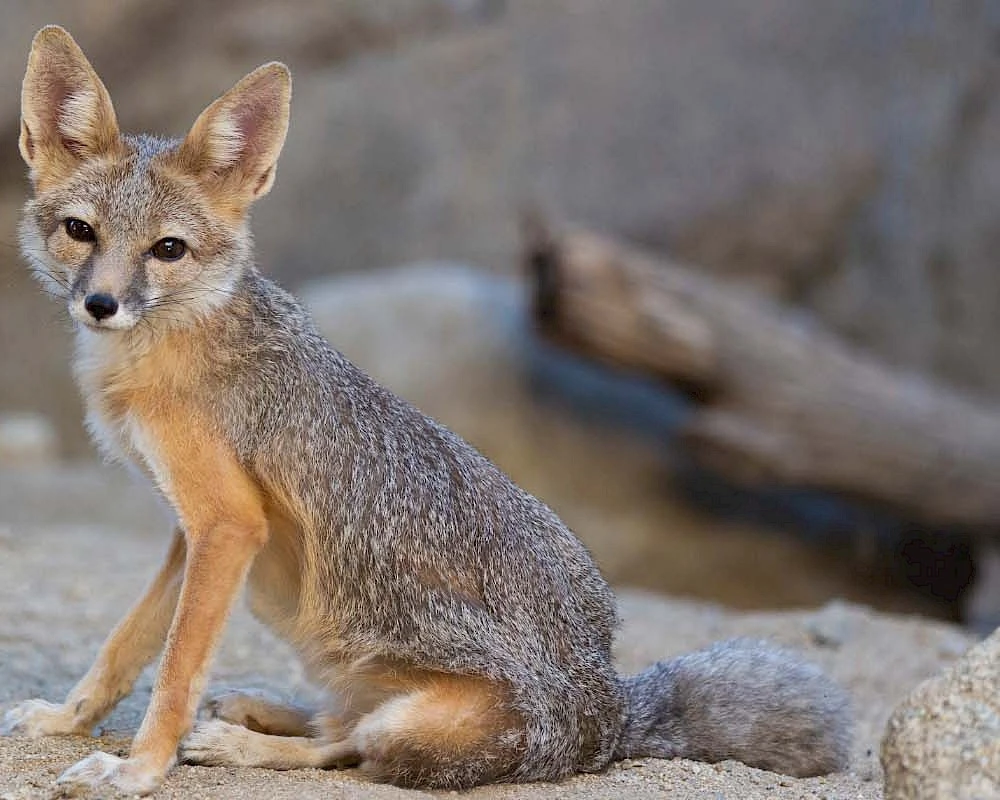 Swift Fox | FictionRulezForever Wiki | Fandom