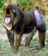 Mandrill/Gallery | FictionRulezForever Wiki | Fandom