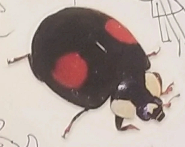 Two-Spotted Lady Beetle | FictionRulezForever Wiki | Fandom