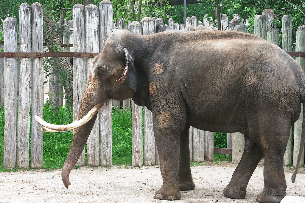 Anti-Poaching Season (V2) | FictionRulezForever Wiki | Fandom