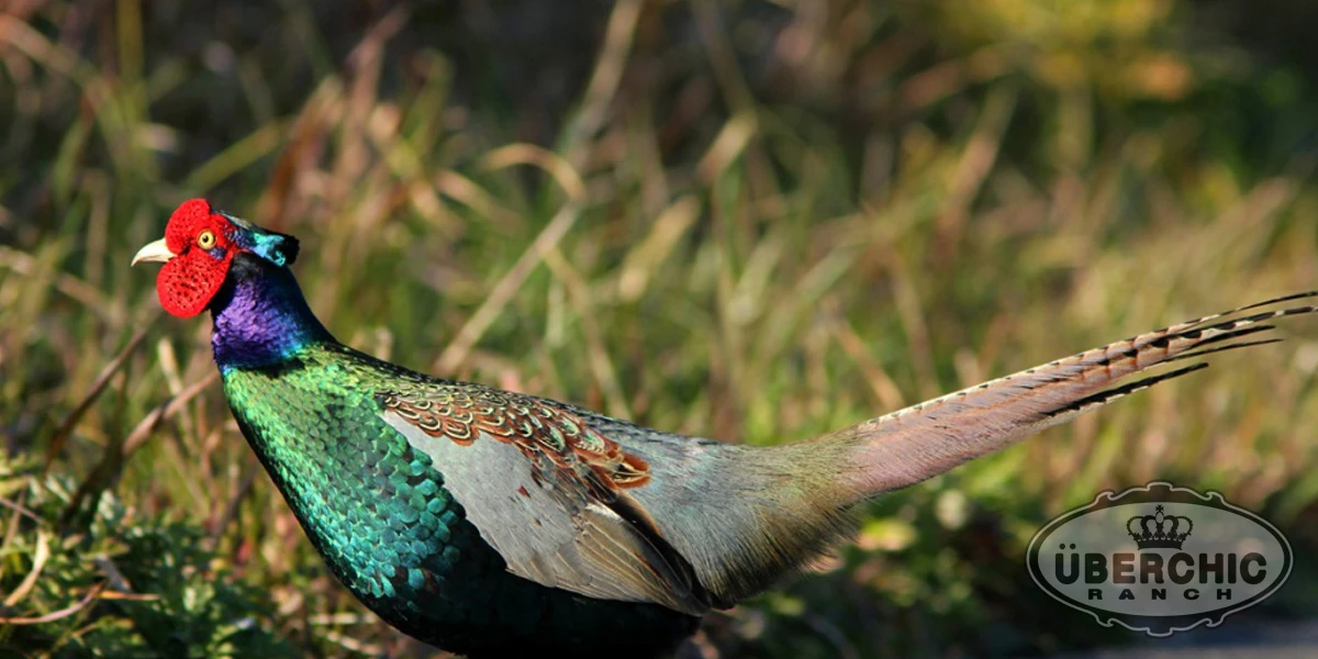 Green Pheasant | FictionRulezForever Wiki | Fandom