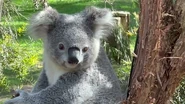 Animal Lore (NatureRules1 Version) | FictionRulezForever Wiki | Fandom