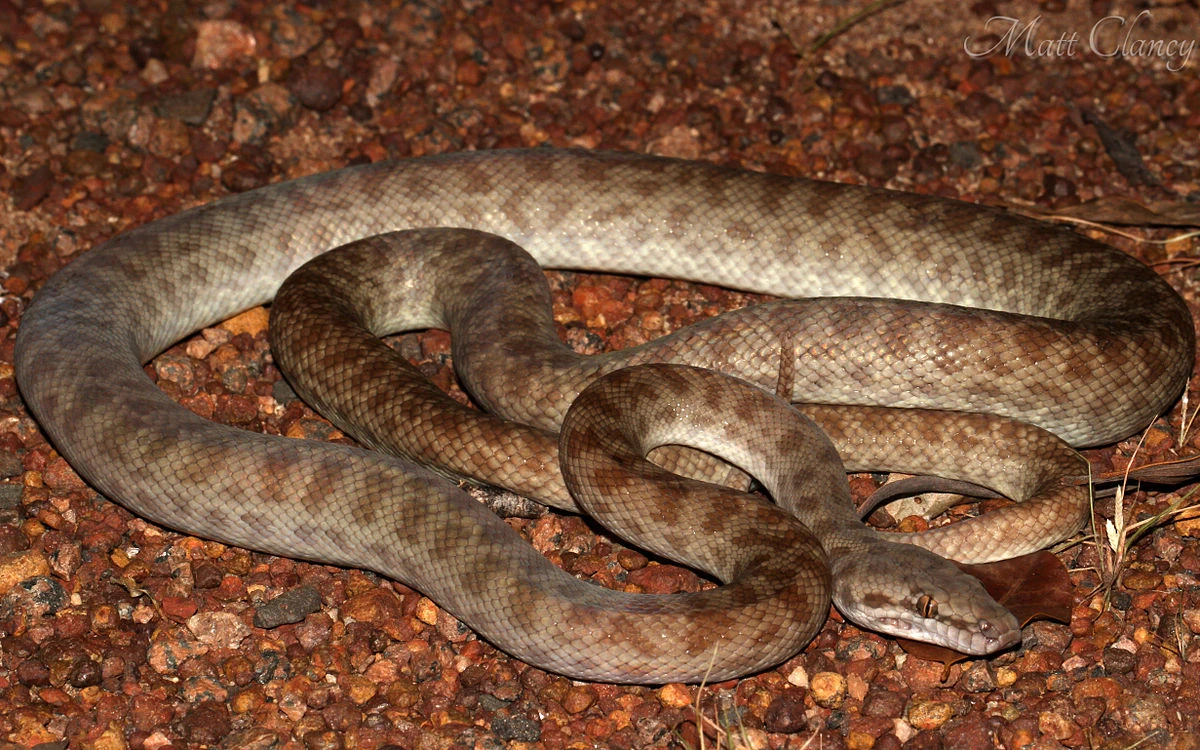 Children's Python | FictionRulezForever Wiki | Fandom