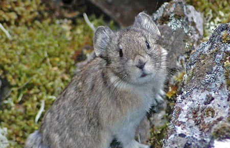 Collared Pika | FictionRulezForever Wiki | Fandom