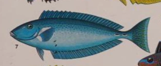 Streaked Spinefoot | FictionRulezForever Wiki | Fandom