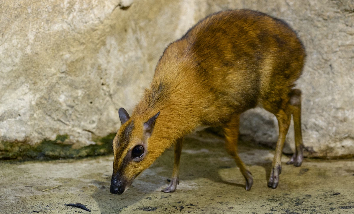 Malayan Chevrotain | FictionRulezForever Wiki | Fandom