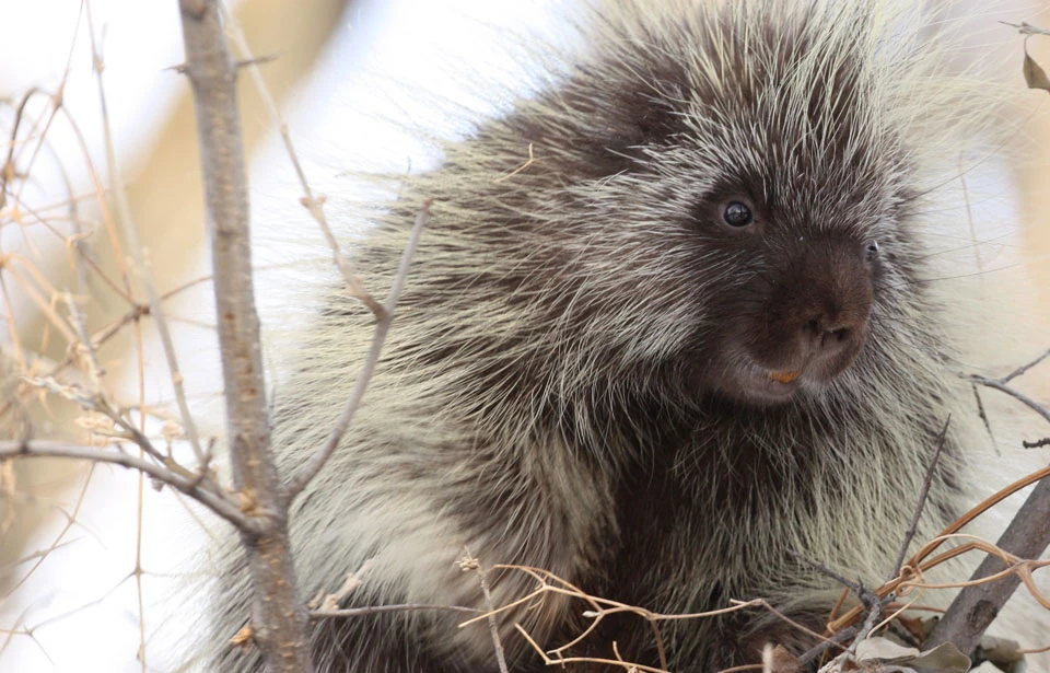 North American Porcupine | FictionRulezForever Wiki | Fandom