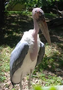 Marabou Stork/Gallery | FictionRulezForever Wiki | Fandom