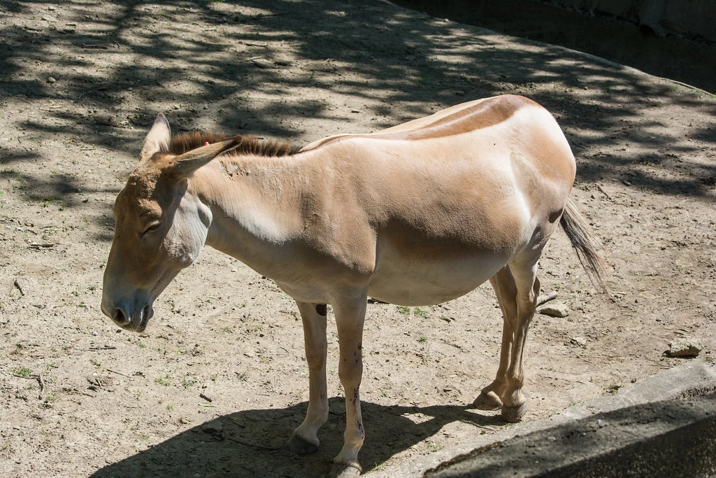 Onager | FictionRulezForever Wiki | Fandom