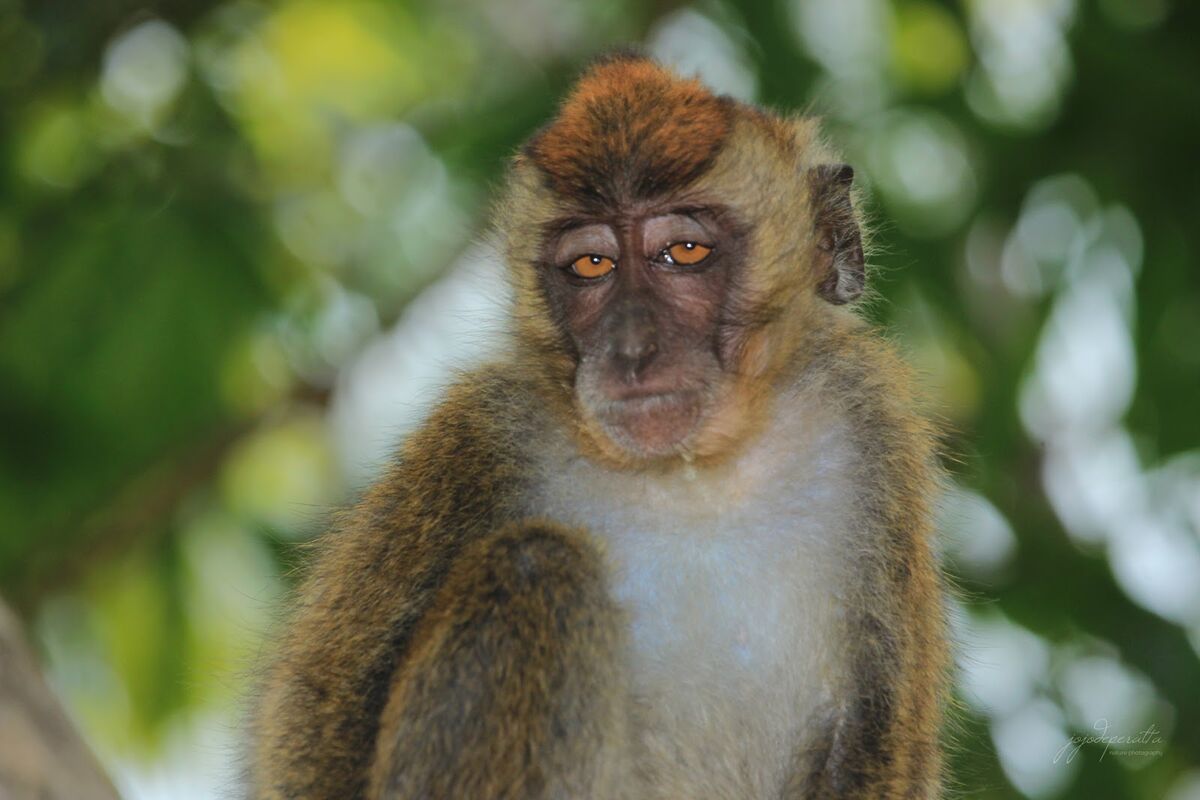 Philippine Long-Tailed Macaque | FictionRulezForever Wiki | Fandom Philippine Long-Tailed Macaque | FictionRulezForever Wiki | Fandom