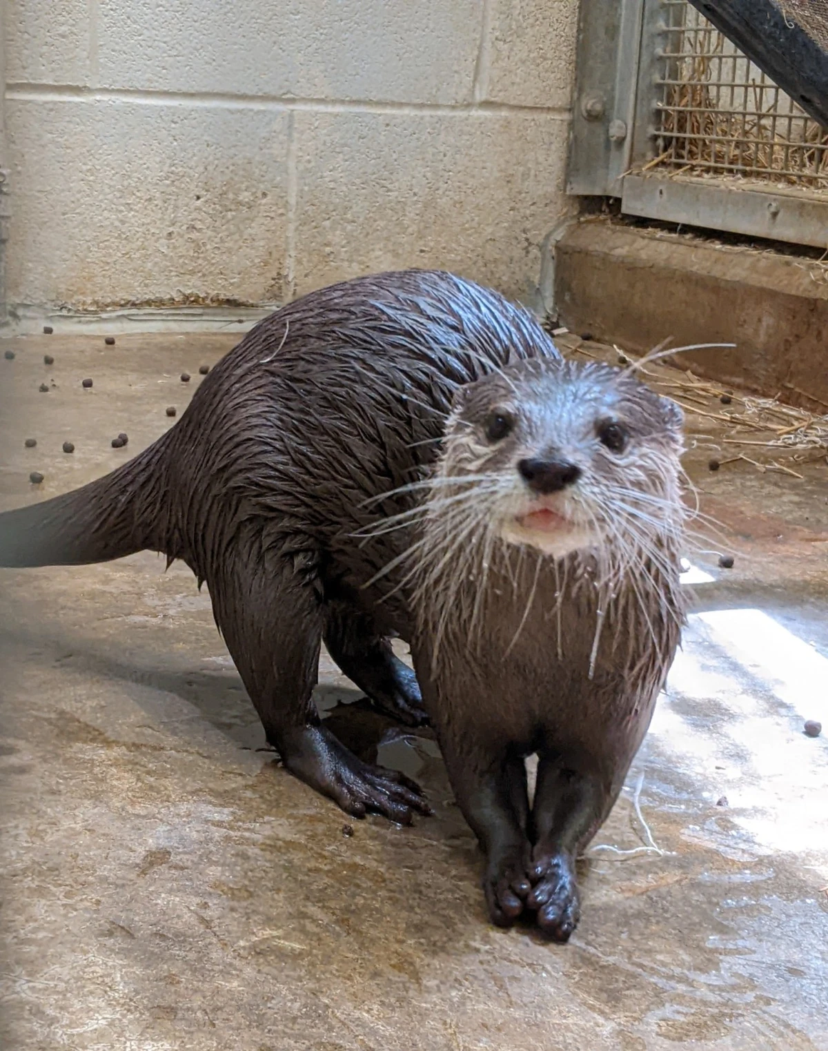 Asian Small-Clawed Otter | FictionRulezForever Wiki | Fandom