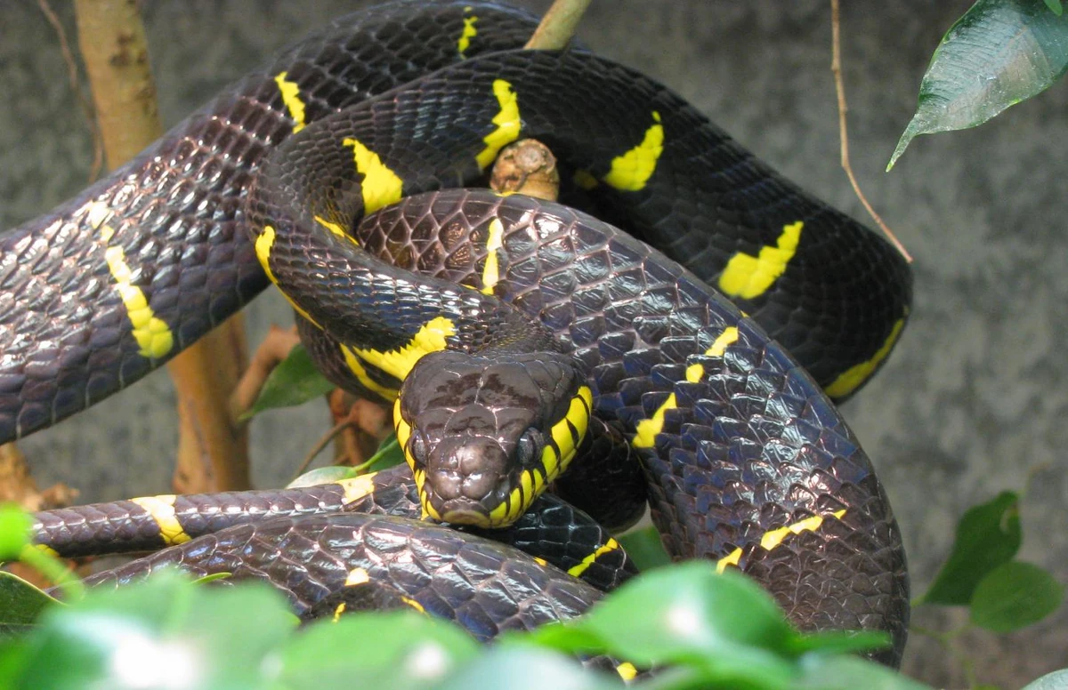 Mangrove Snake | FictionRulezForever Wiki | Fandom