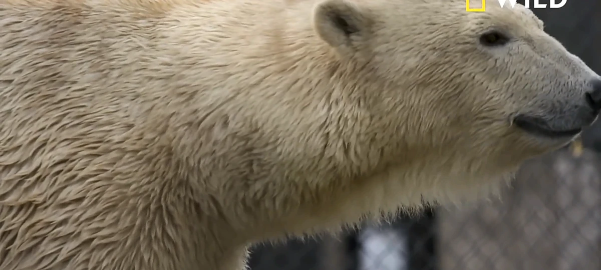 Jim Henson's Animal Show (NatureRules1 Version) | FictionRulezForever ...