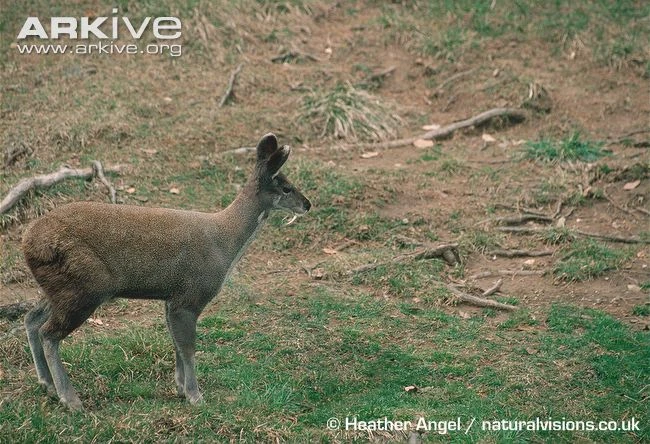 White-Bellied Musk Deer | FictionRulezForever Wiki | Fandom