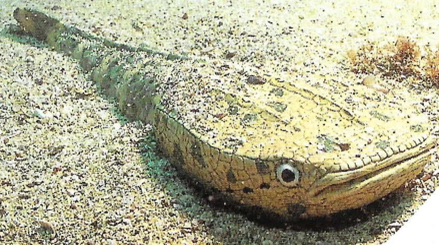 Astraspis | FictionRulezForever Wiki | Fandom