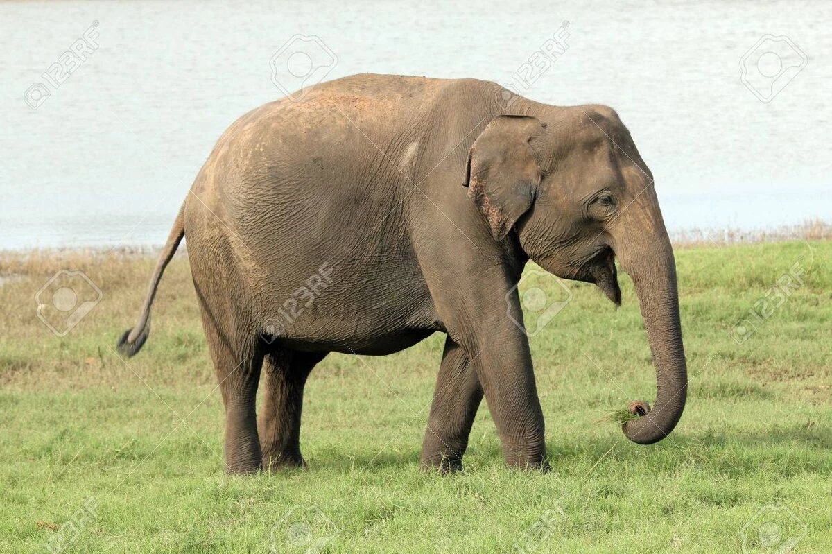 Chinese Elephant | FictionRulezForever Wiki | Fandom