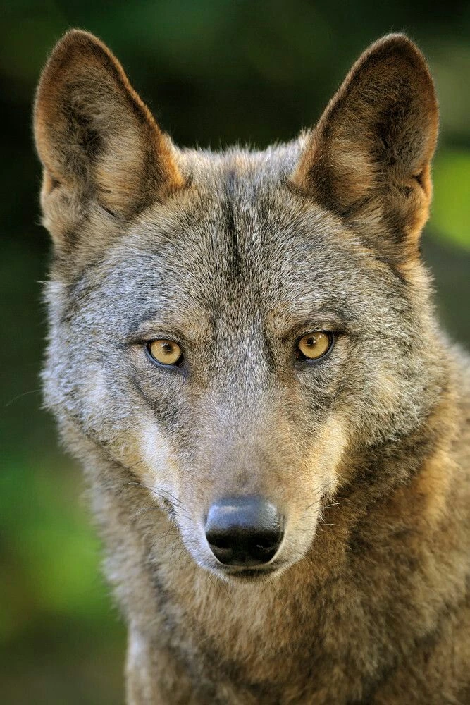 Italian Wolf | FictionRulezForever Wiki | Fandom