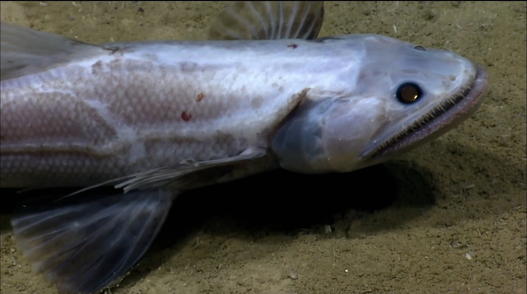 Deepsea Lizardfish | FictionRulezForever Wiki | Fandom