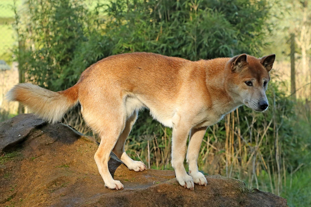 New Guinea Singing Dog | FictionRulezForever Wiki | Fandom