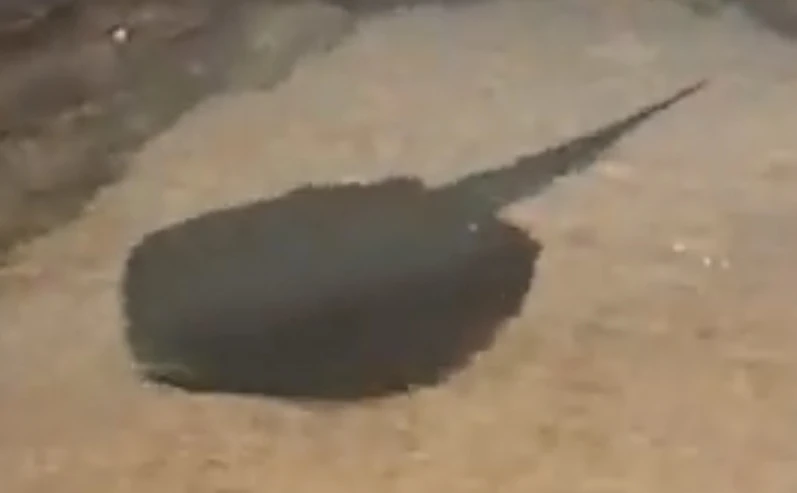 Oriental Bluespotted Maskray | FictionRulezForever Wiki | Fandom