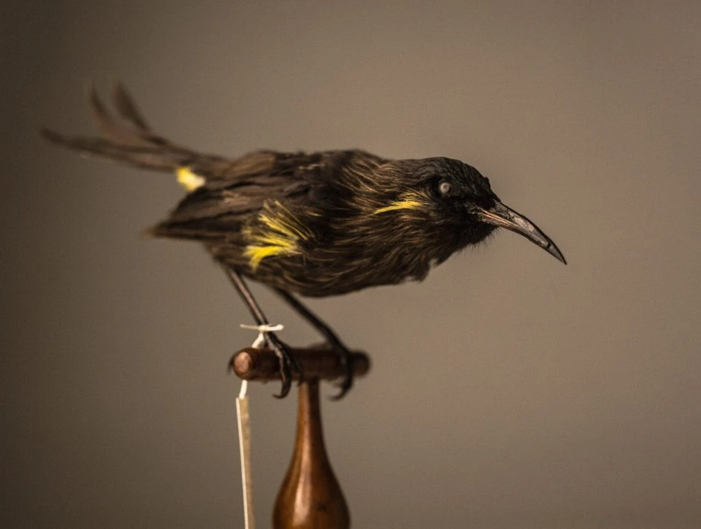 Bishop's ʻōʻō | FictionRulezForever Wiki | Fandom