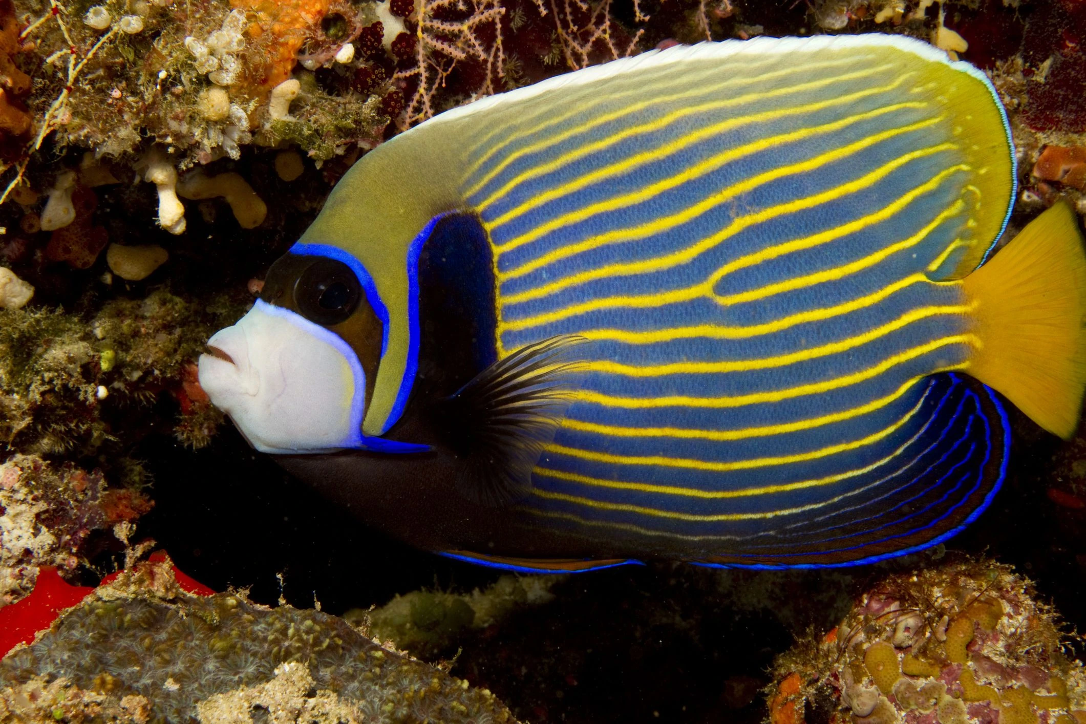 Baby Emperor Angelfish