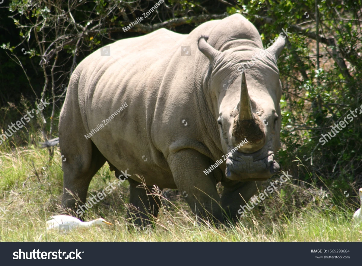 The Pachyderm House | FictionRulezForever Wiki | Fandom