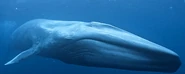 Animal Lore (NatureRules1 Version) | FictionRulezForever Wiki | Fandom