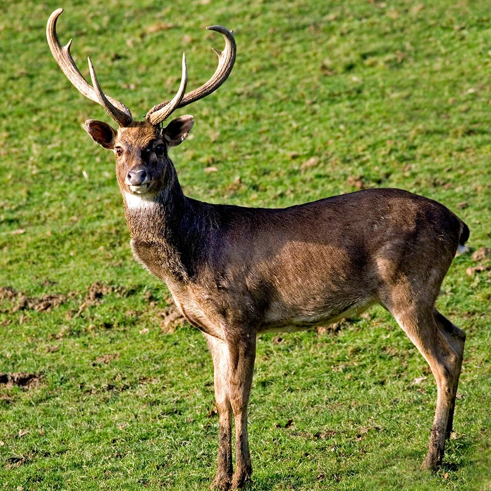 Eld's Deer | FictionRulezForever Wiki | Fandom