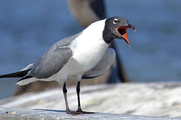 Laughing Gull | FictionRulezForever Wiki | Fandom