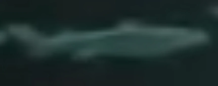 Southern Lanternshark | FictionRulezForever Wiki | Fandom