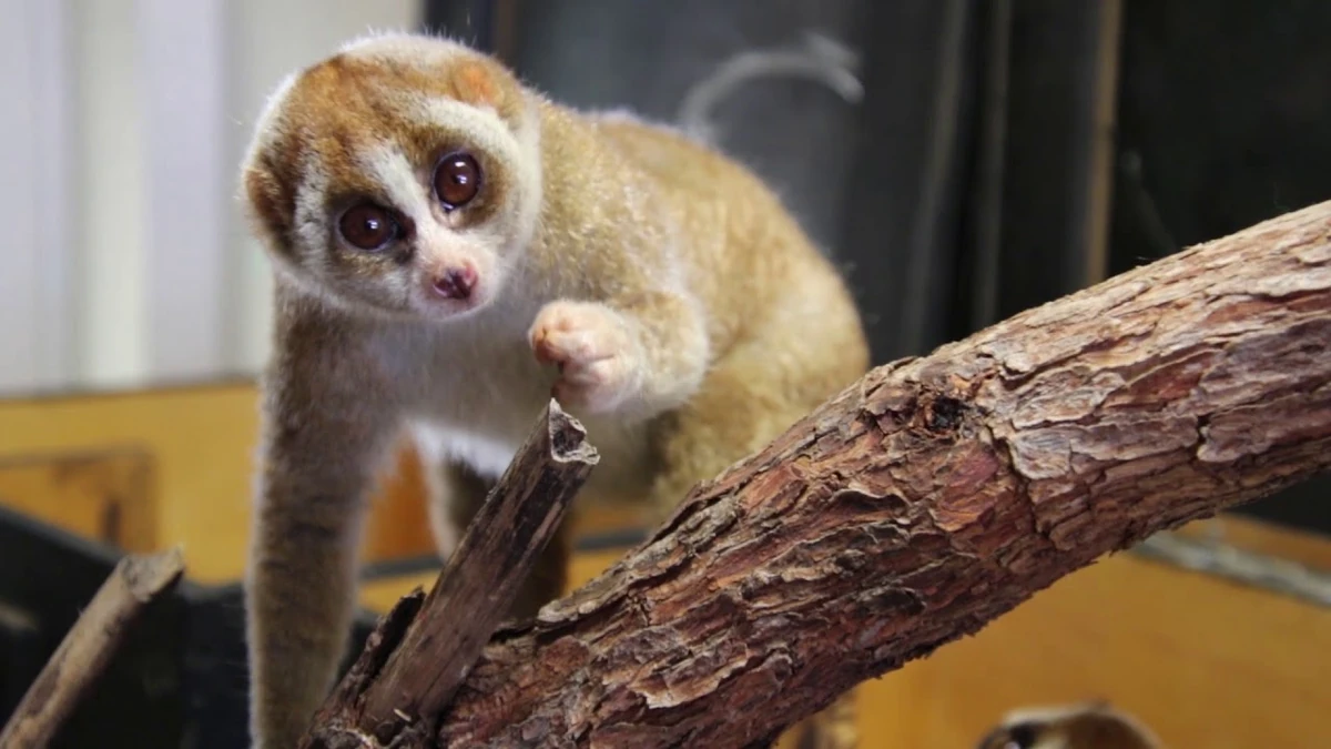 Slow Loris | FictionRulezForever Wiki | Fandom