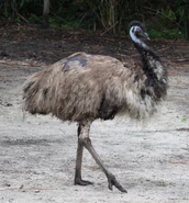 Emu | FictionRulezForever Wiki | Fandom