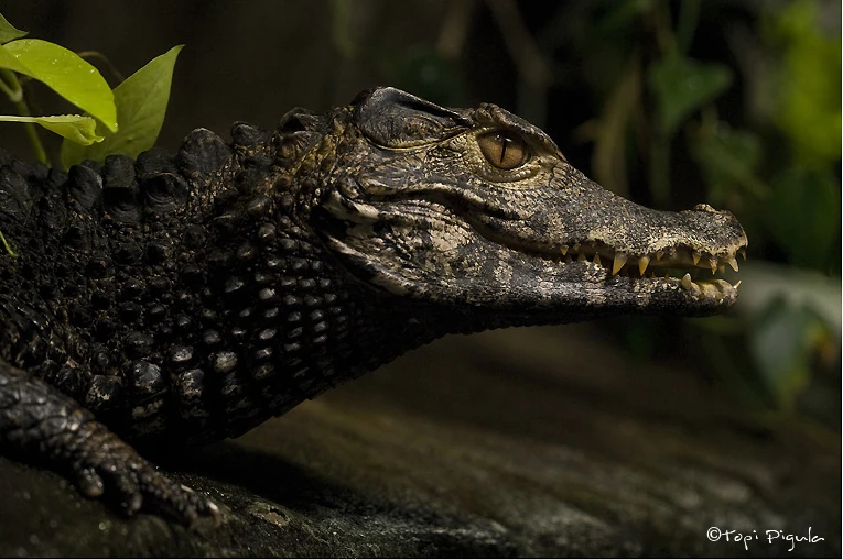 Smooth-Fronted Caiman | FictionRulezForever Wiki | Fandom
