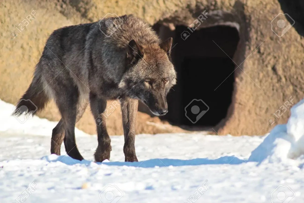 Cave Wolf | FictionRulezForever Wiki | Fandom