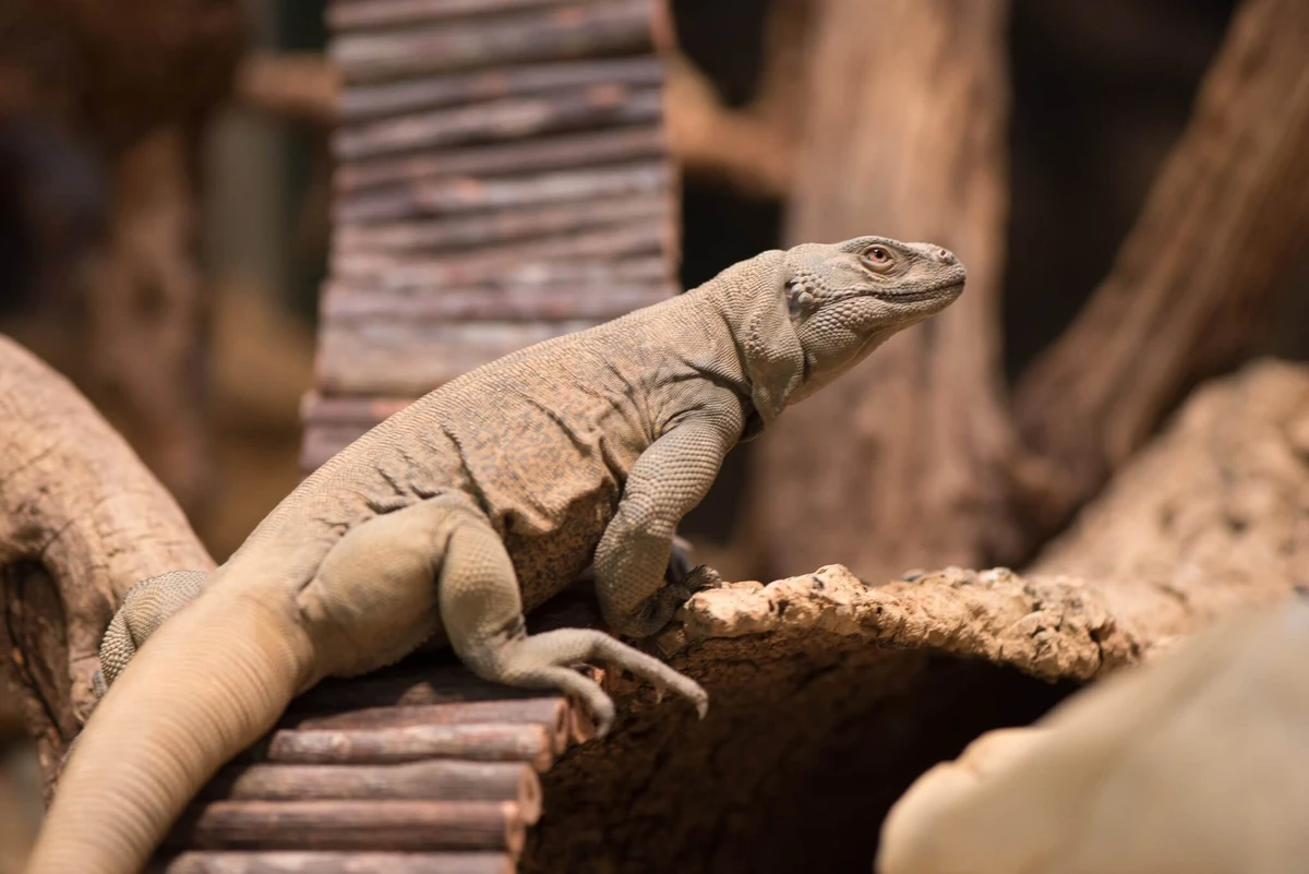 The Mixed-Up Chuckwalla | FictionRulezForever Wiki | Fandom