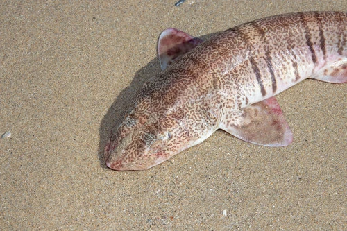 Natal Shyshark | FictionRulezForever Wiki | Fandom