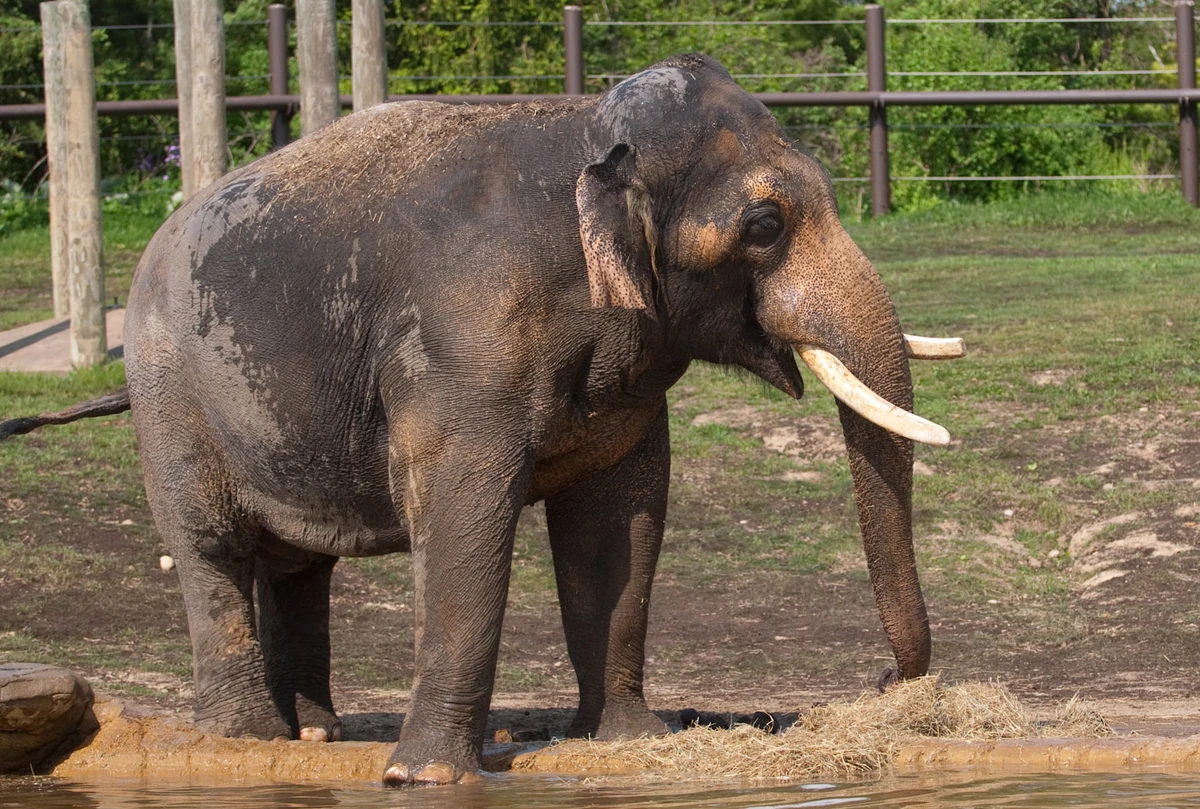 Teenage Mutant Ninja Pachyderms | FictionRulezForever Wiki | Fandom