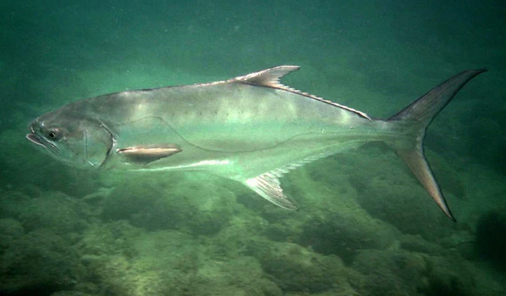 Leerfish | FictionRulezForever Wiki | Fandom